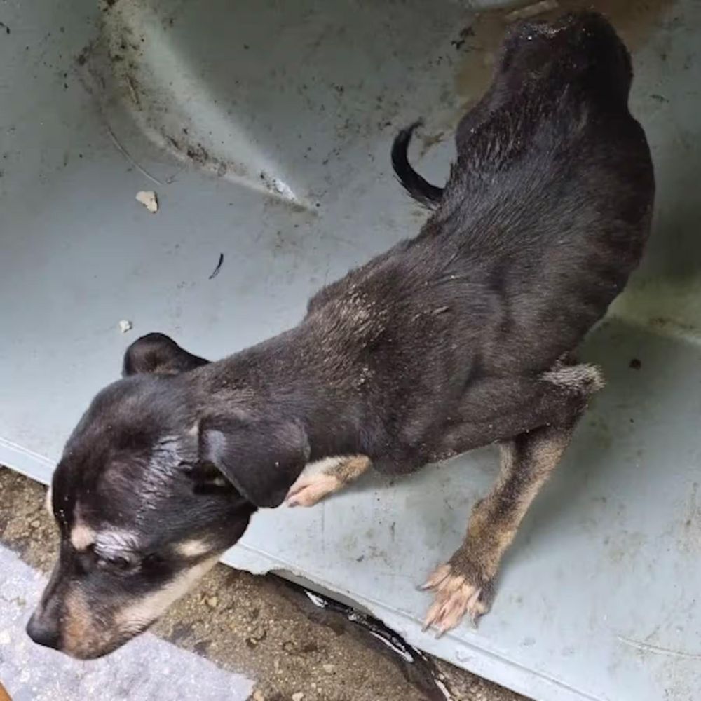 Sanitation workers save dog from a trash can