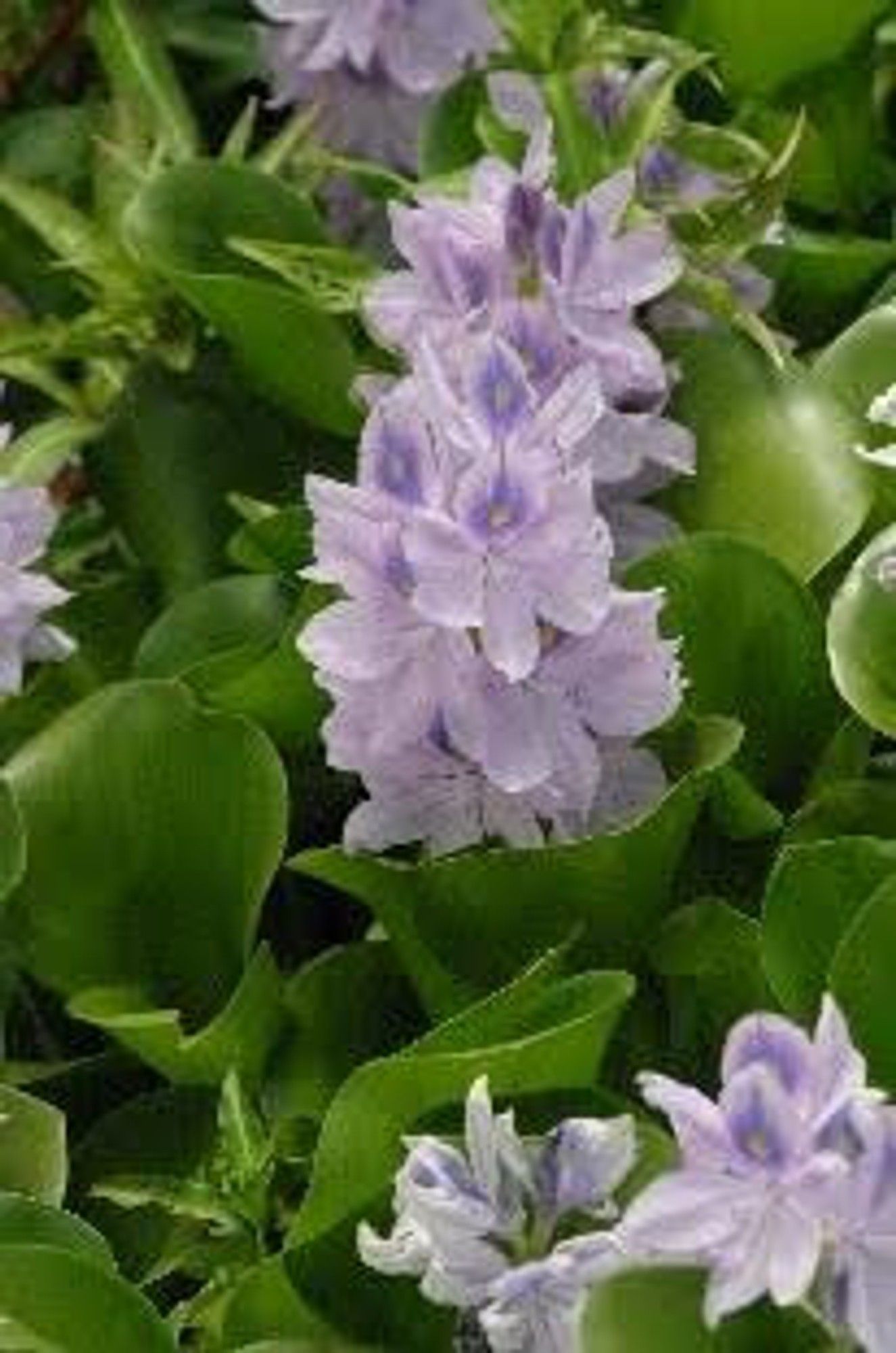 Water hyacinths: pretty for some, a nightmare for others