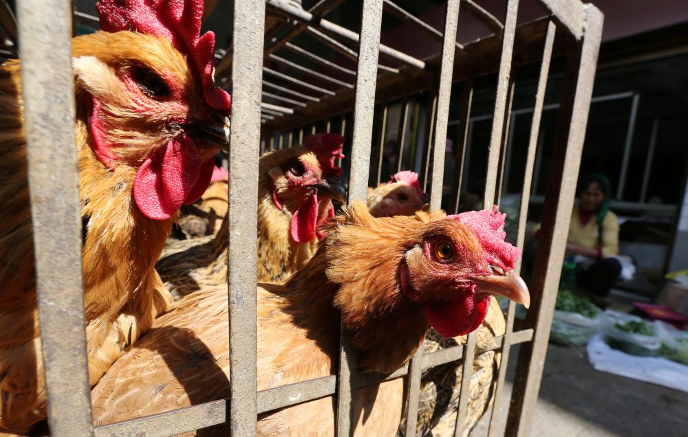 260 000 chickens culled in bird flu scare
