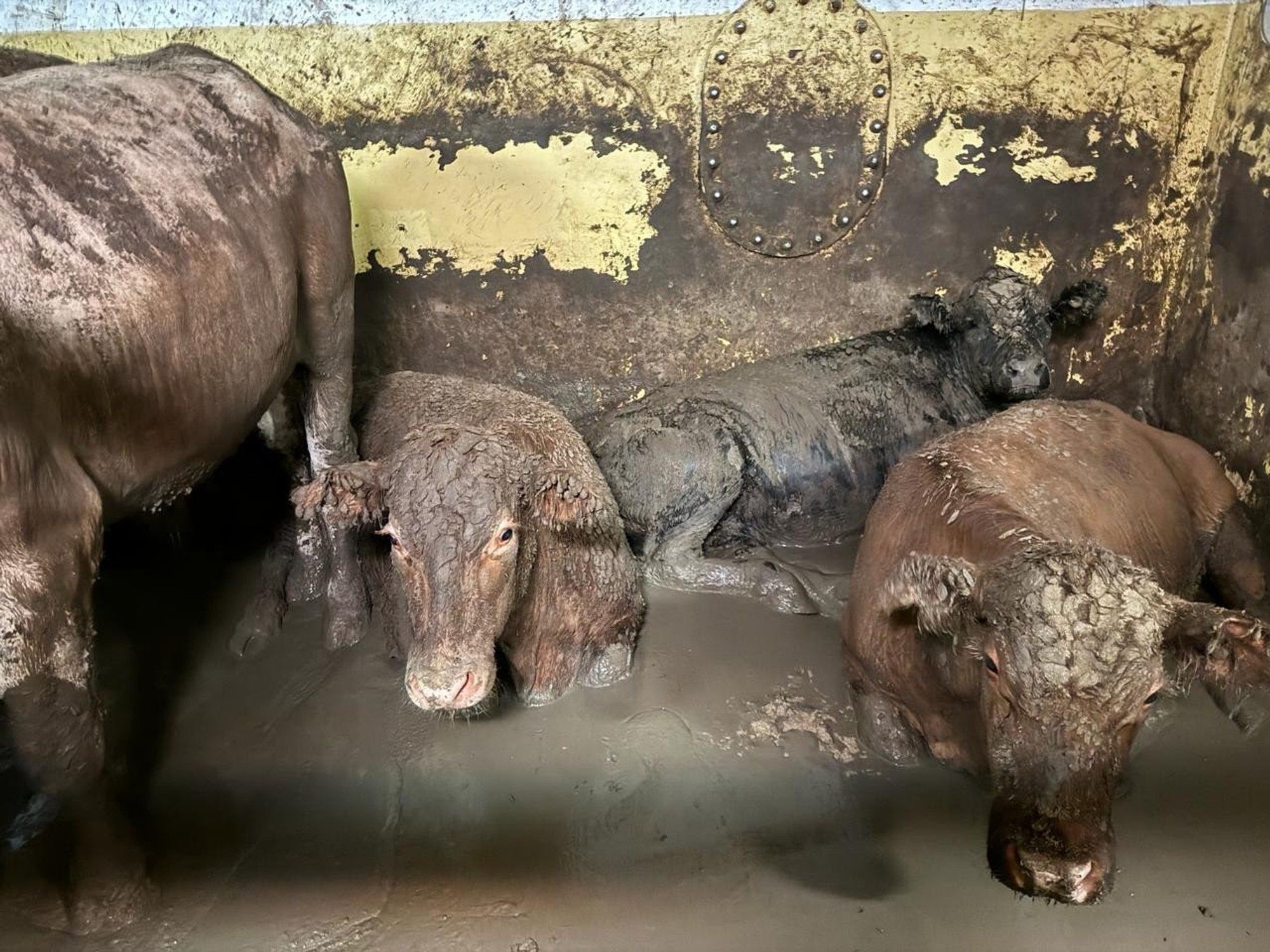‘Animals having no option but to rest in dams of their own excrement ...