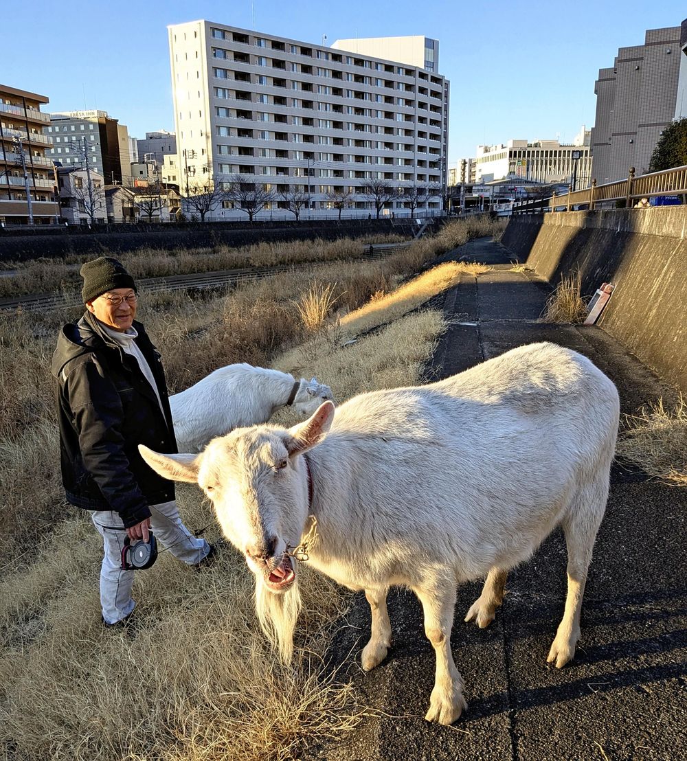 Japanese businesses use goats for wellness and workplace healing