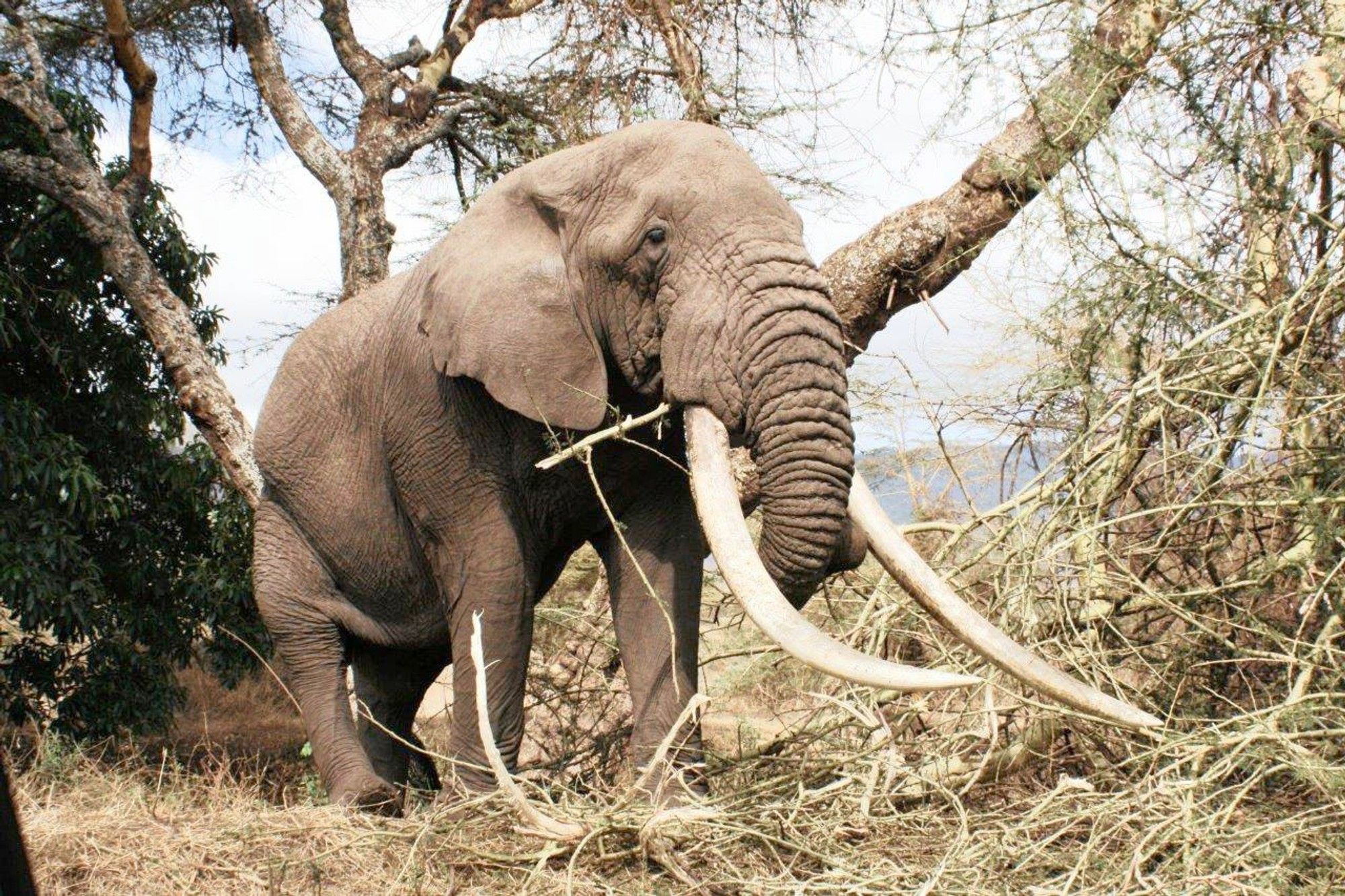 Last of the big tuskers in danger