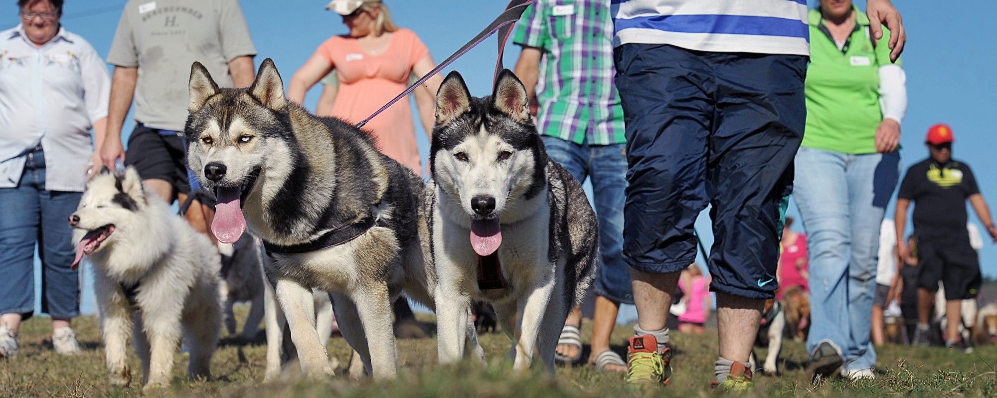 Tears Animal Rescue needs volunteers