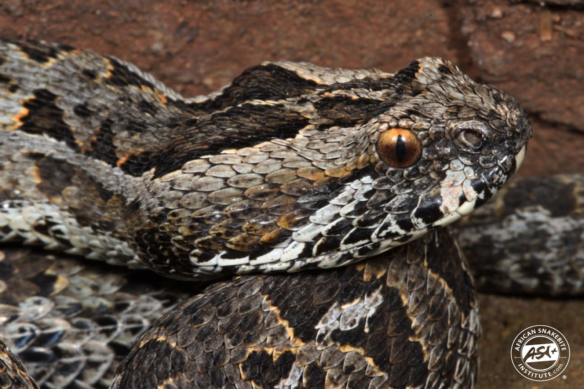 All you need to know about snakebites, the injuries inflicted and antivenom