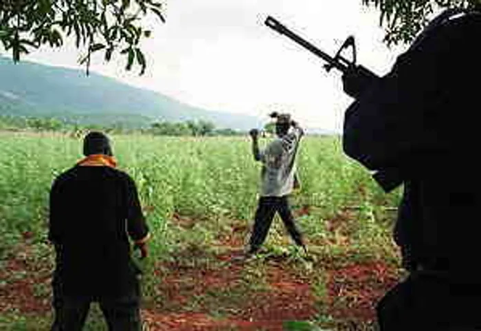 Globalisation burns Jamaica's ganja growers