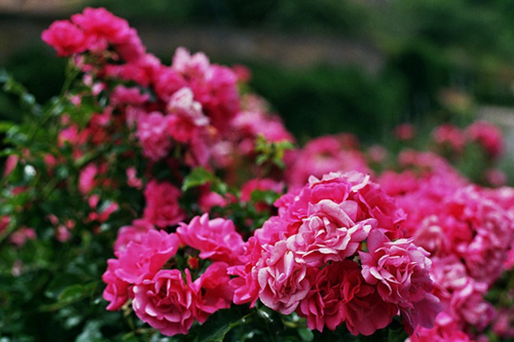 Garden that's heaven scent