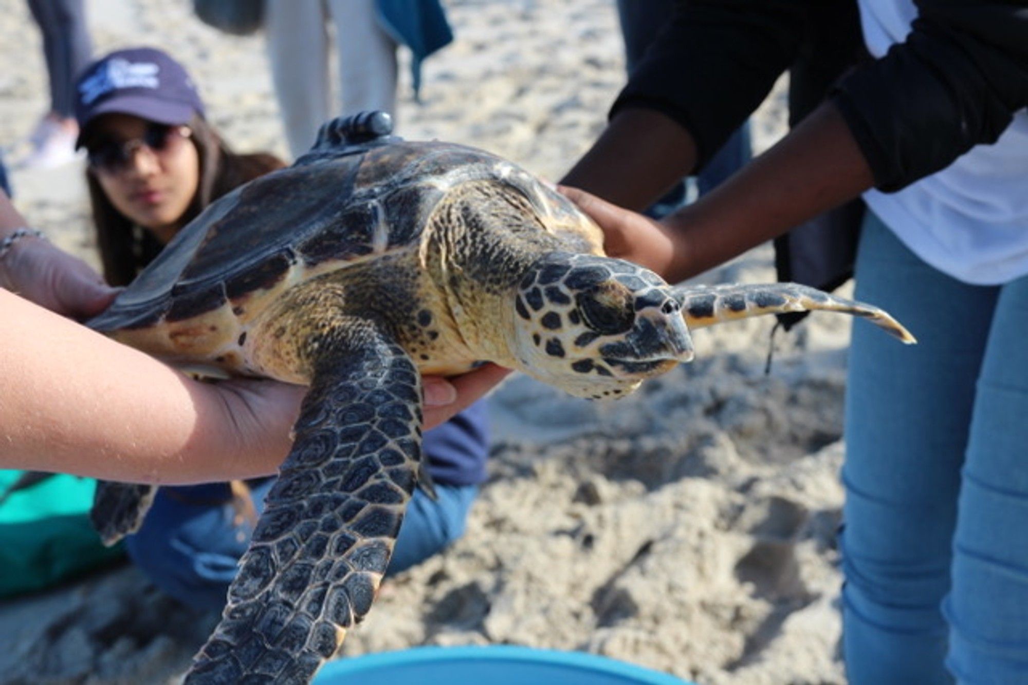 Joy as five sea turtles released at De Hoop Reserve