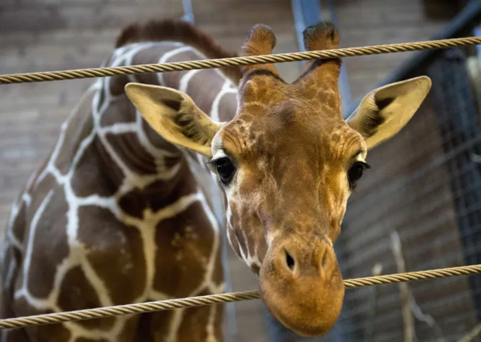 Another giraffe named Marius faces death