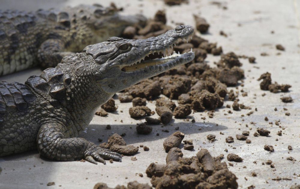 Crocodile farming still lucrative