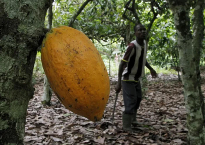 IMF sees Ivory Coast growing by 7.9%