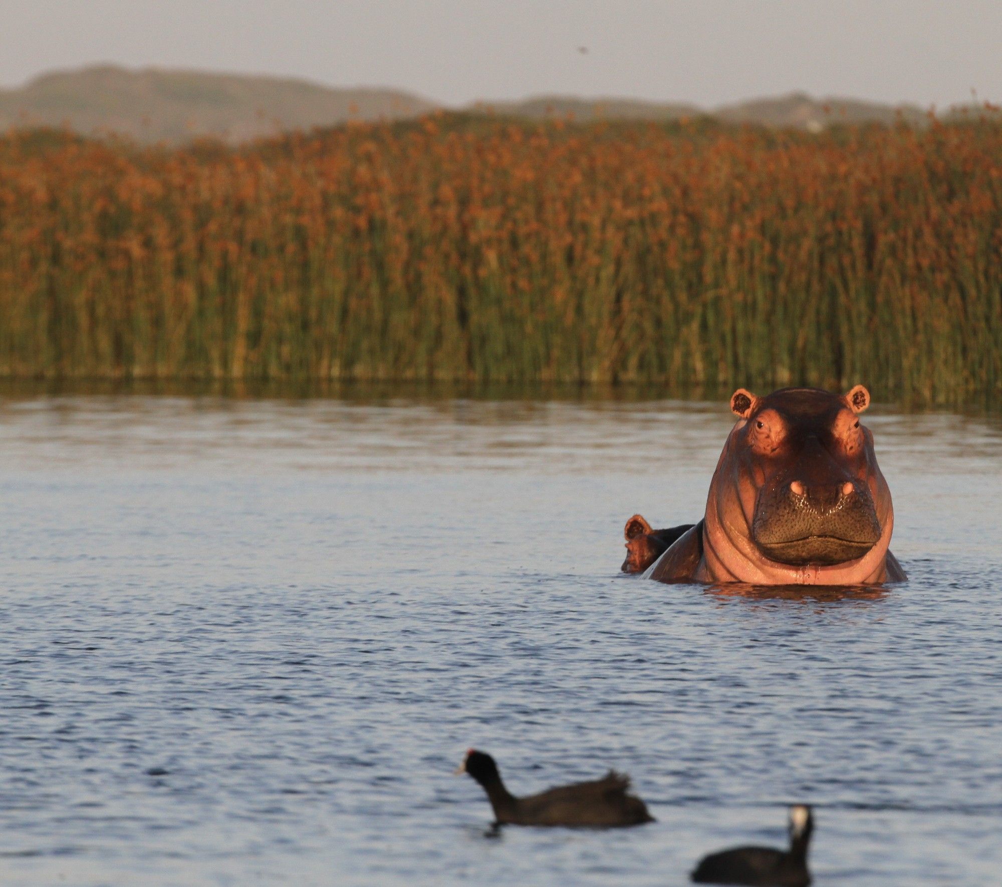 Runaway hippo to move