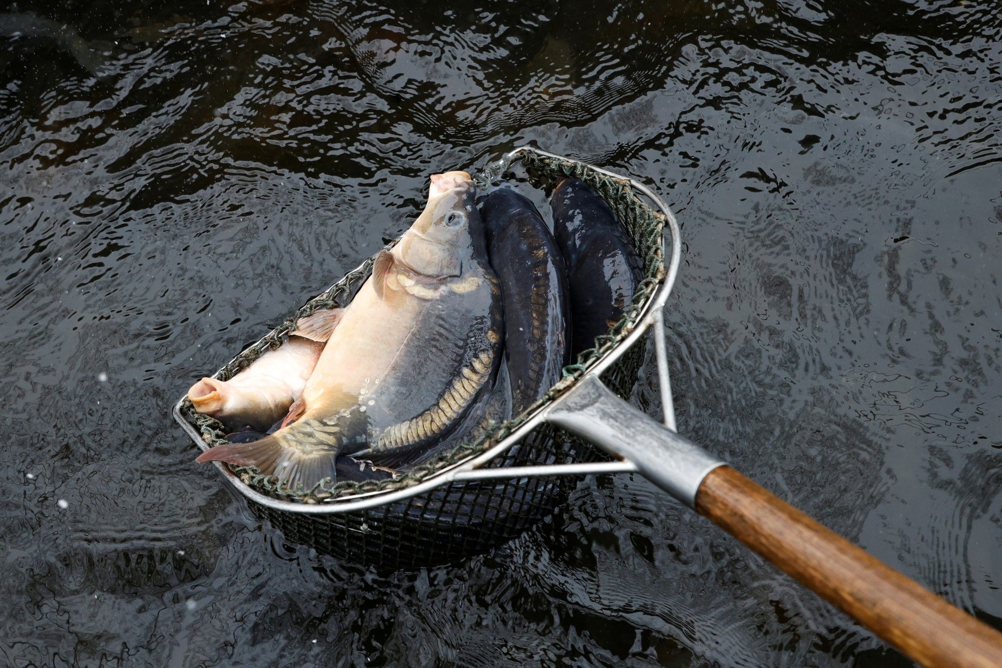 Global farmed fish numbers more than doubled since 2007, new study finds