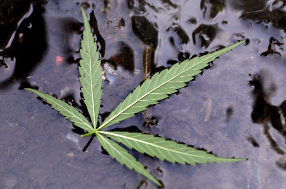 Nabbed for growing a dagga plant to ease friend's pain