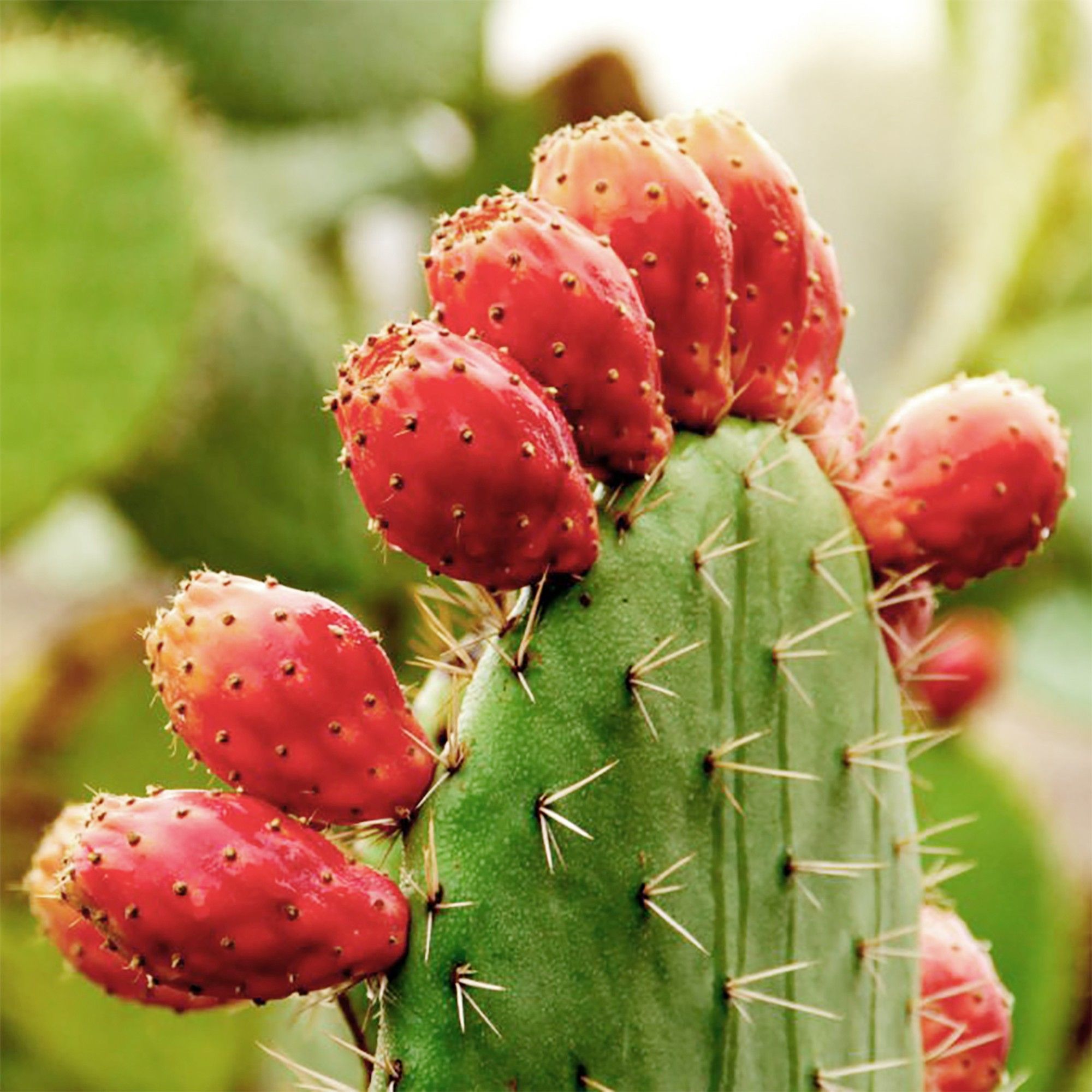 Why prickly pear oil is becoming an increasingly popular skincare ...