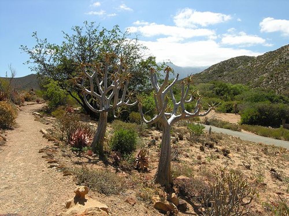 Animal antics in the Karoo
