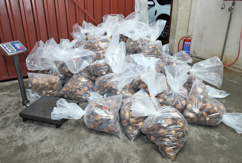 Fighting back against abalone poaching: Strategies unveiled for ...