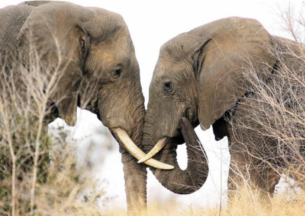 WWF: Elephant killing continues in Cameroon
