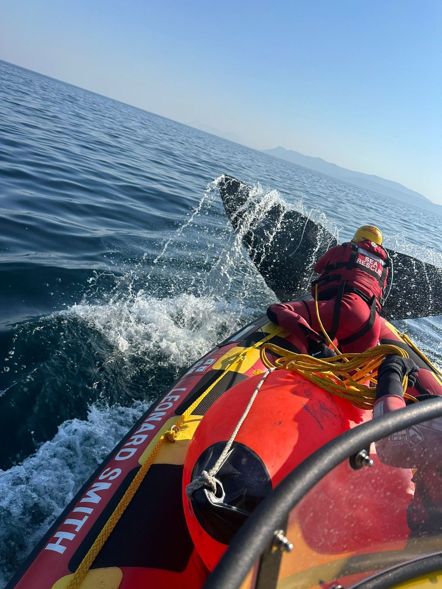 WATCH: Whale rescued after it got entangled in fishing line
