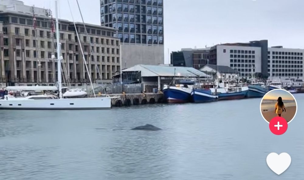 WATCH: Humpback whale spotted at V&A Waterfront