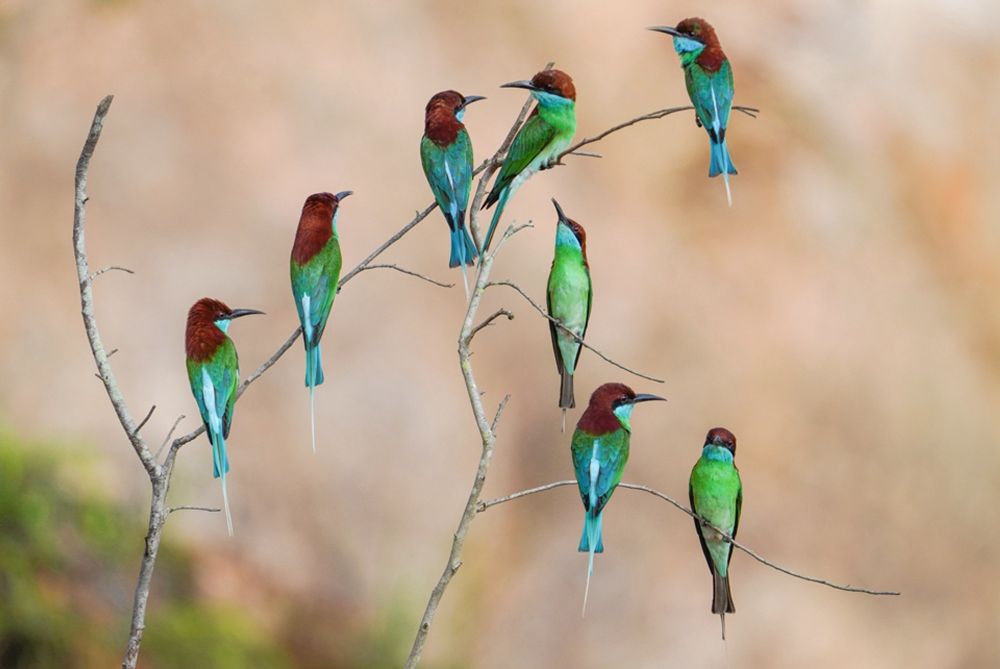 Blue-throated bee-eaters spotted in Fujian province, China
