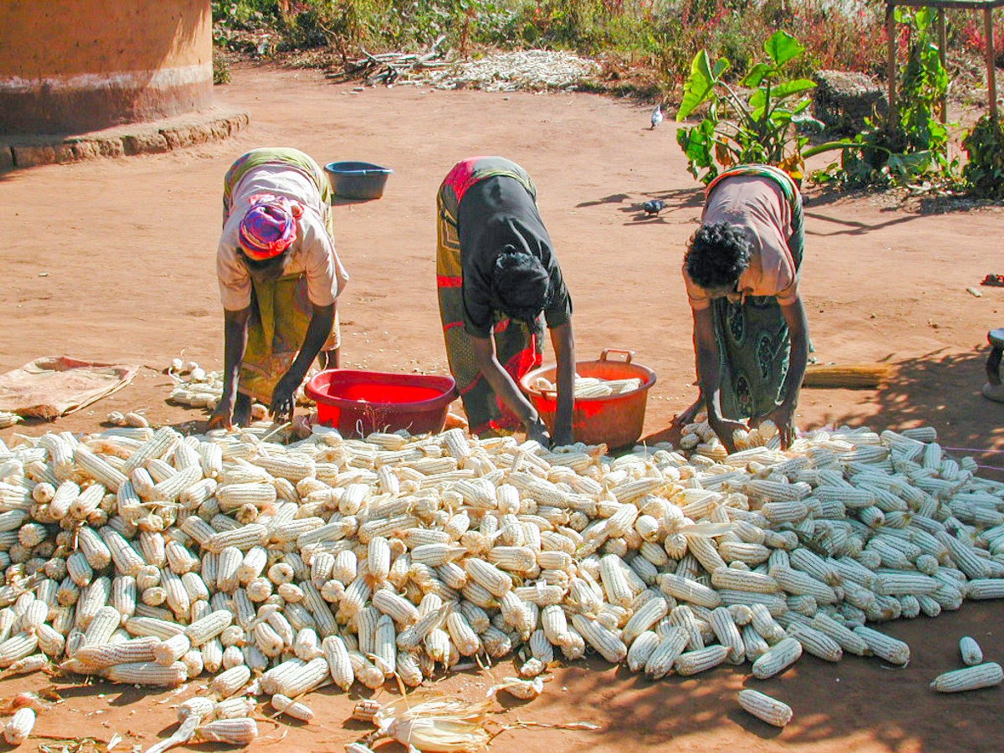 How India's drone initiative can empower South African women in agriculture