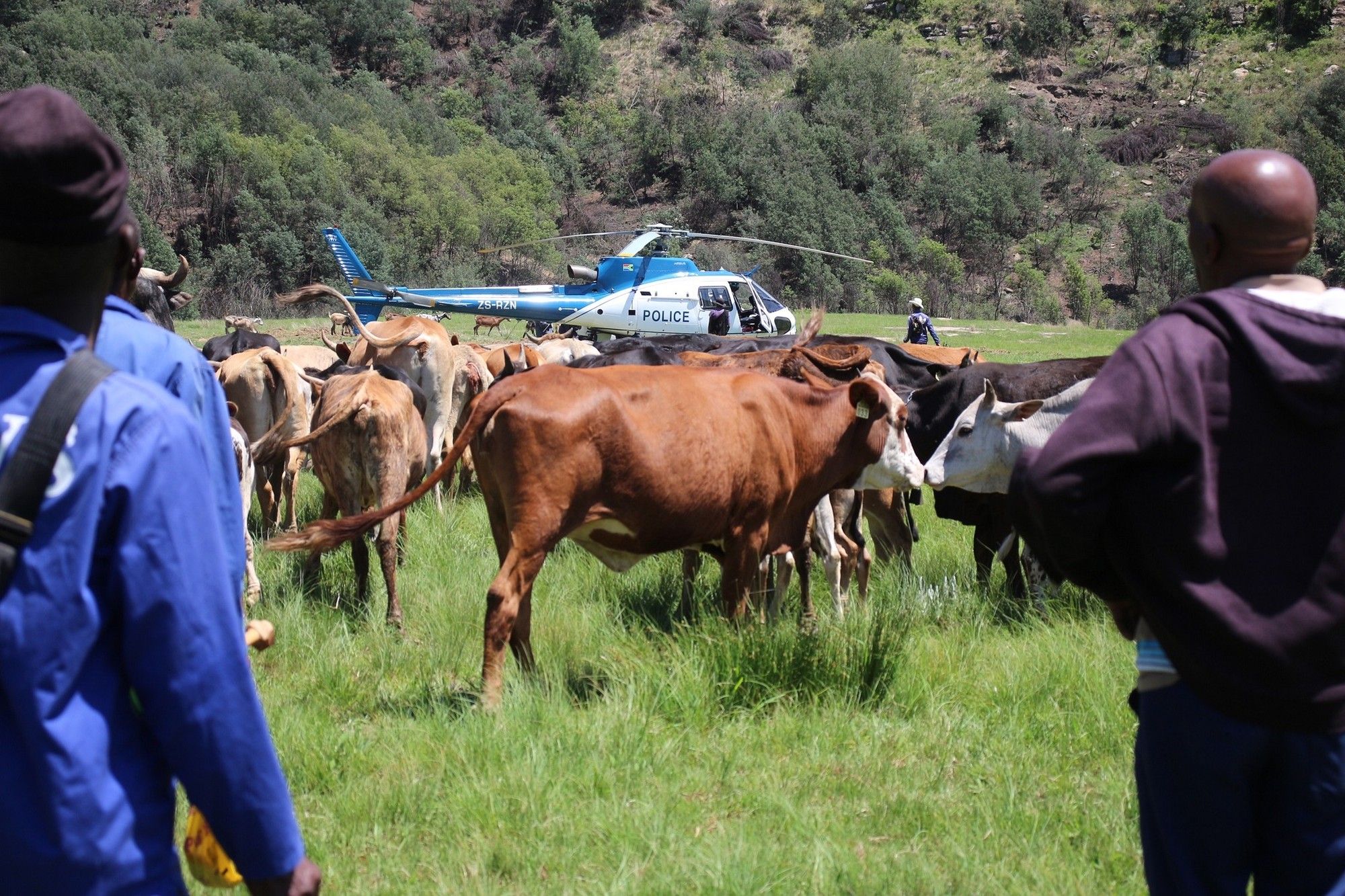 Alleged stock thief says cows were for his fiancée but flees before ...