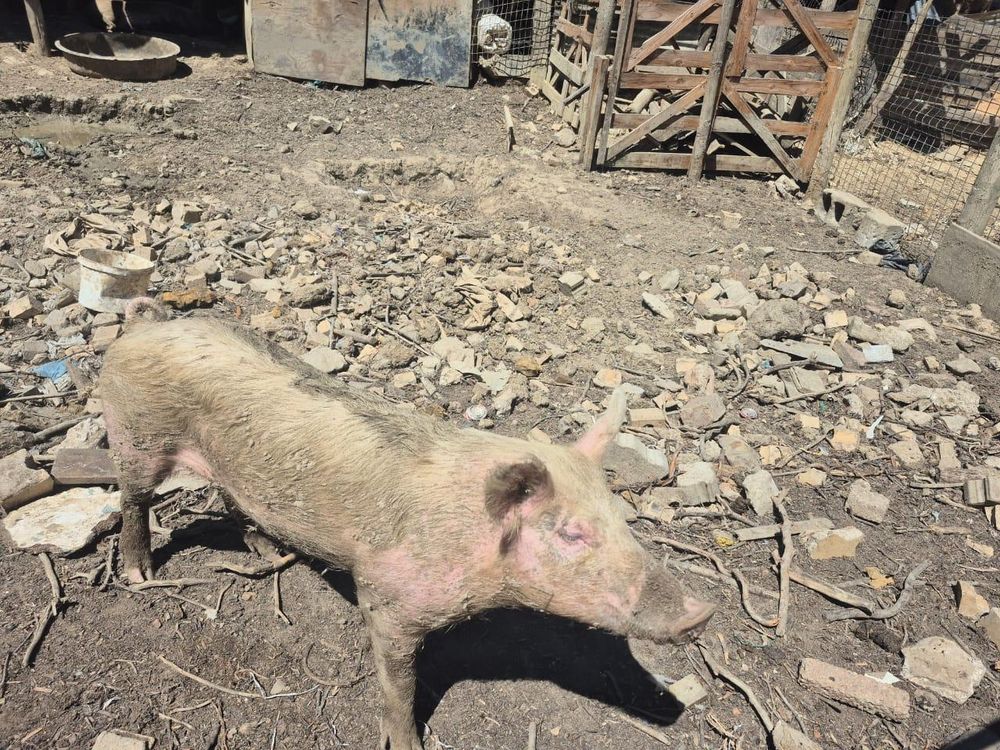Controversial SPCA seizure of 96 pigs in Sir Lowry’s Pass threatens ...