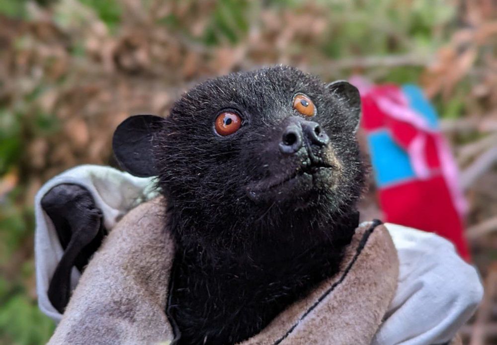 Desperate bid to save Comoros flying fox
