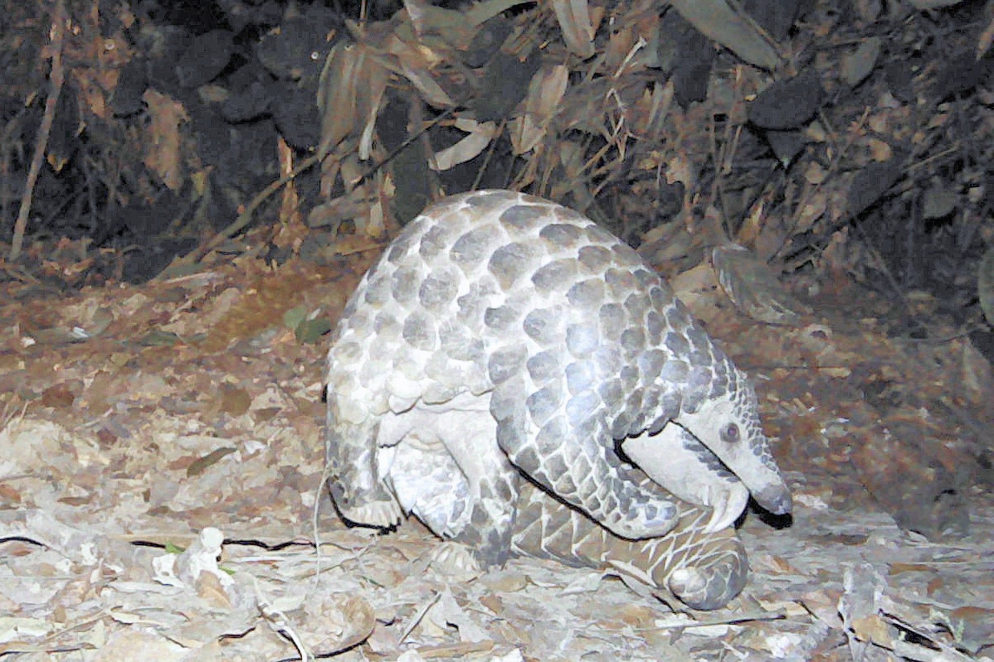 Jury still out on what species caused coronavirus pandemic outbreak