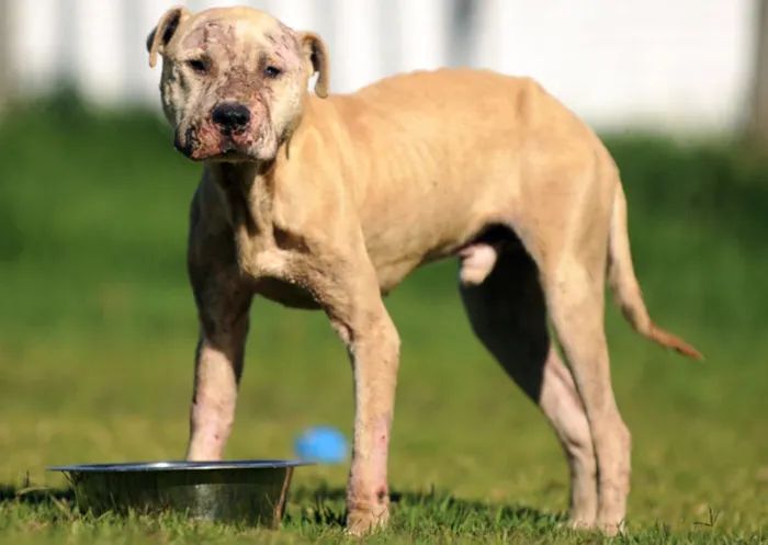 SPCA records decline in number of dogfighting cases