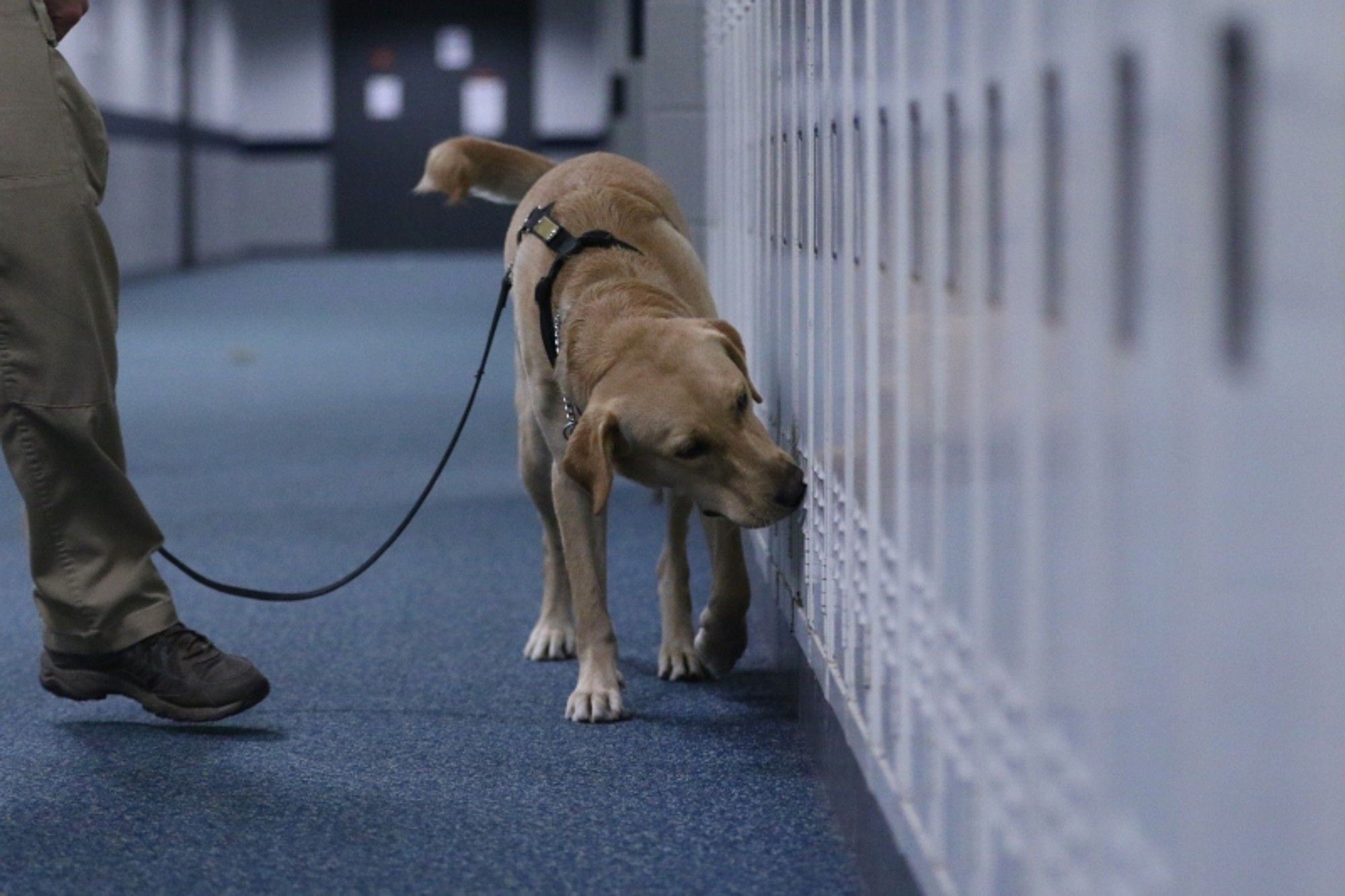 K9 detection dogs can help reduce drug and alcohol abuse in schools