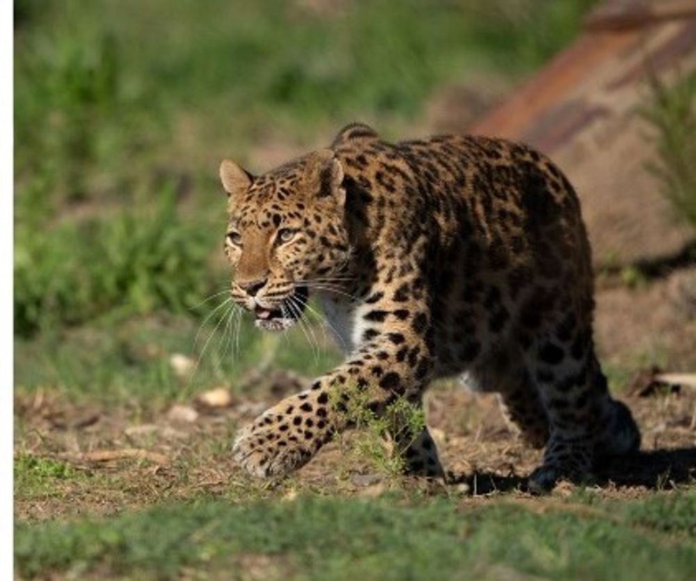 Man released on R300 bail after he was found with animal paws and ...