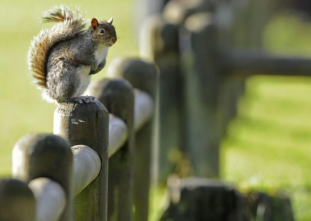 Experts make squirrels hibernate