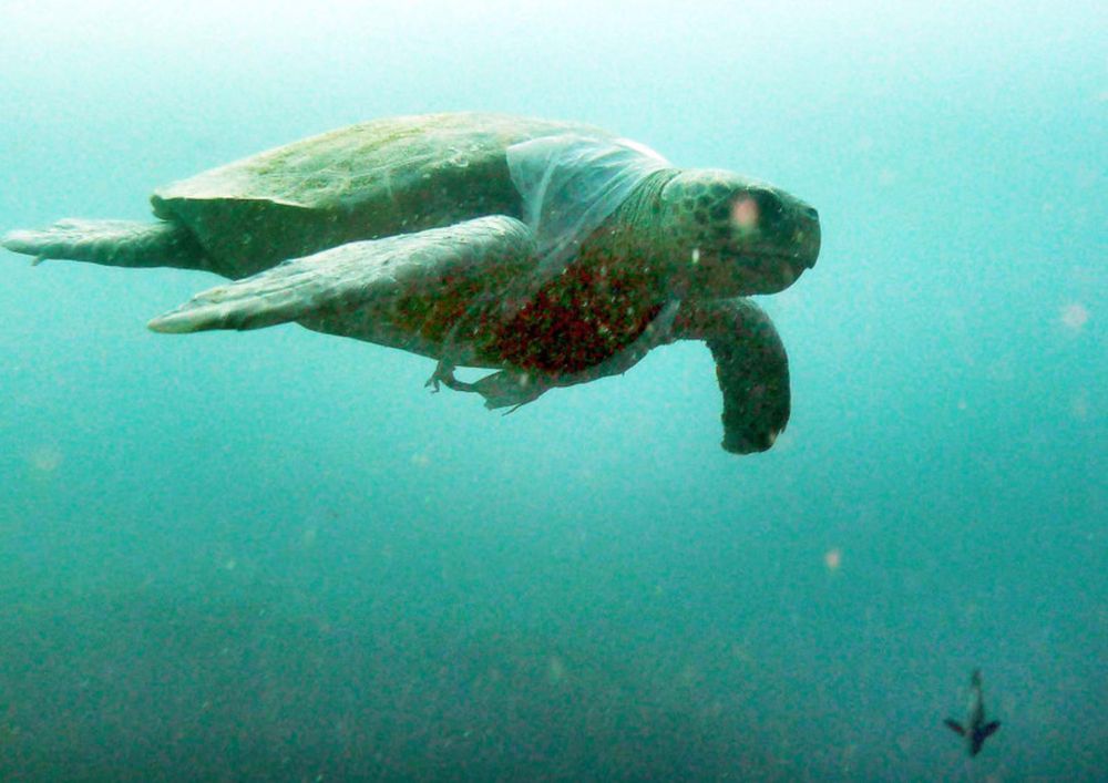 A turtle tale: diver comes to the rescue