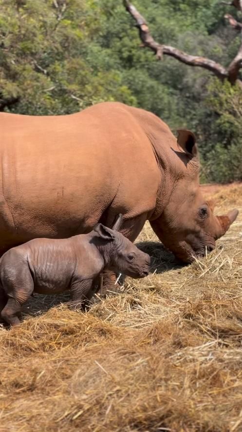 Rhino conservation success as two calves born at CARE for wild rhino ...