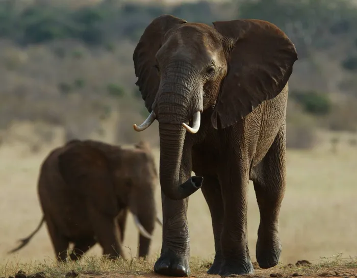 #WorldElephantDay: Africa's gentle giants are losing the struggle for ...