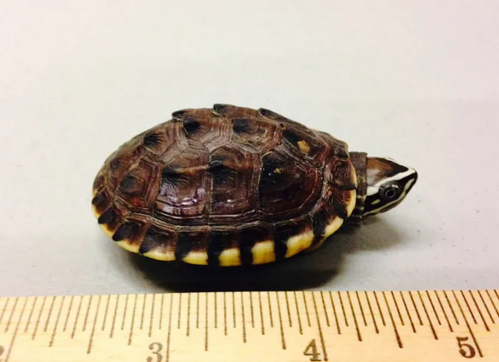 Canadian turtle smuggler gets 5 years in jail