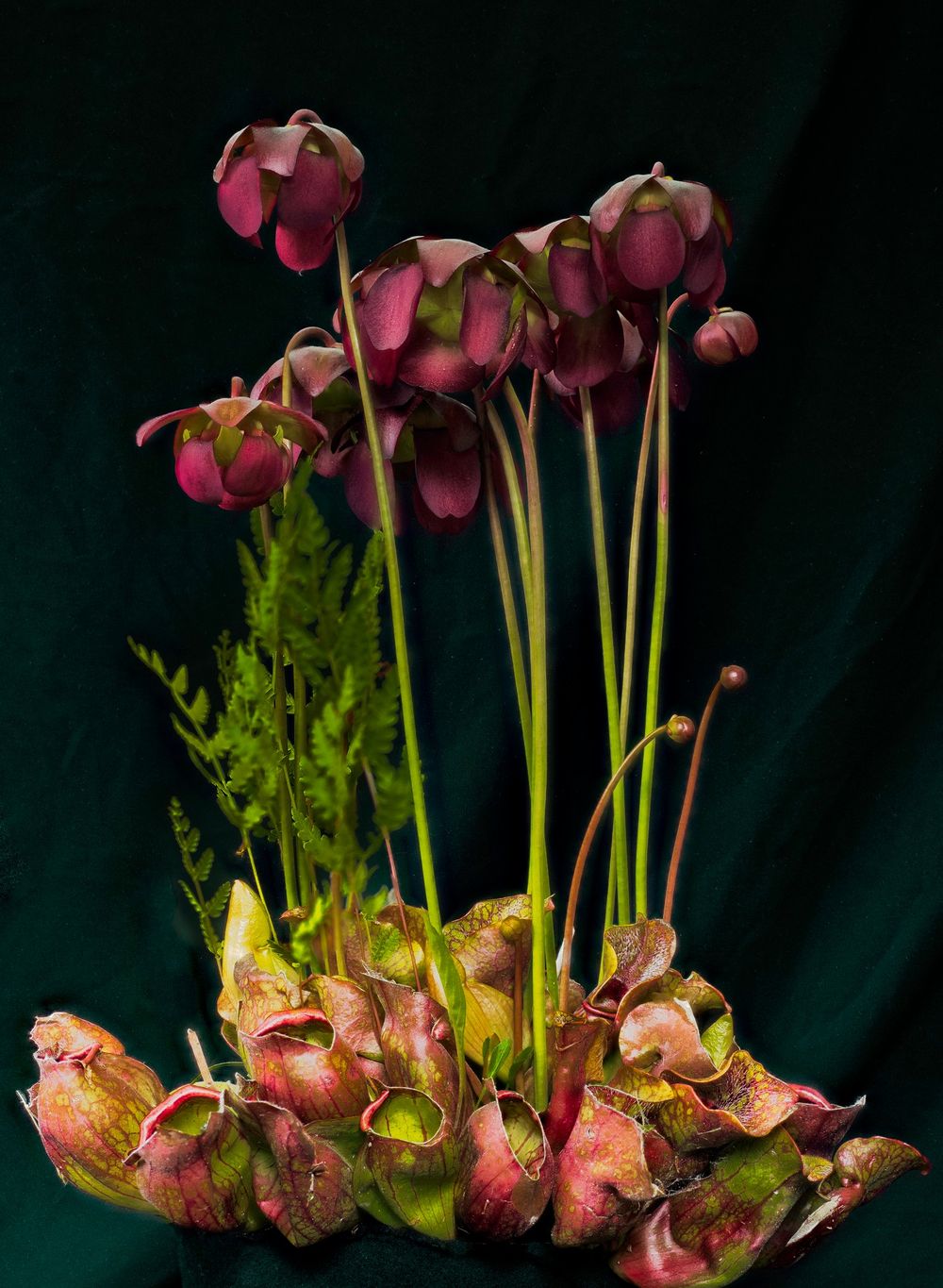WATCH: Plants with a taste for blood