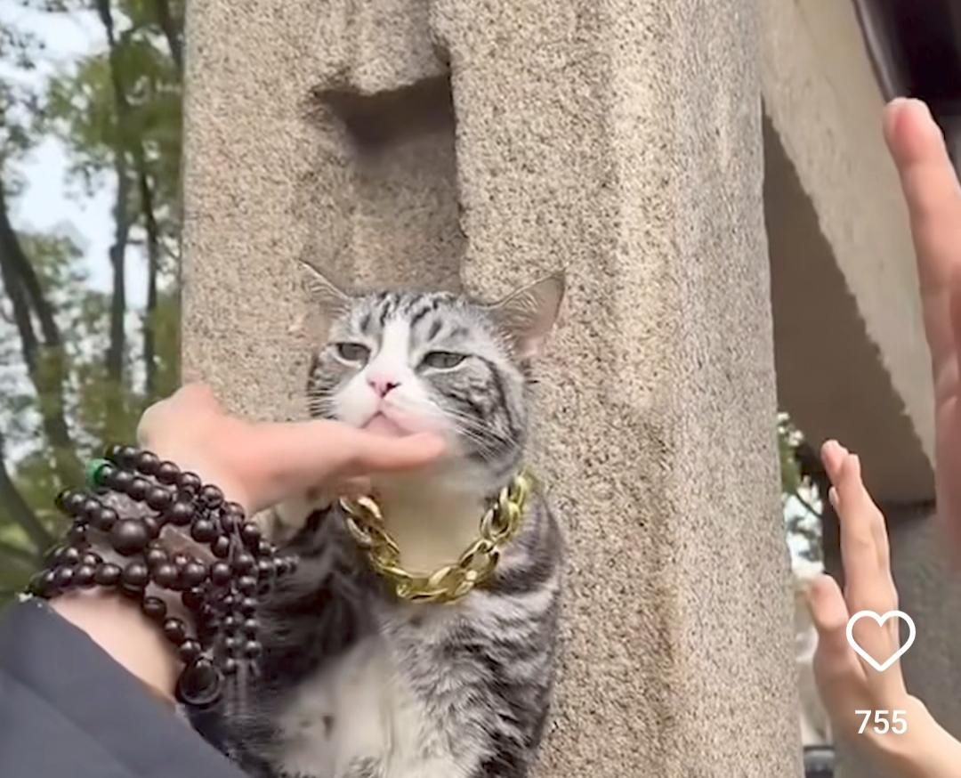 WATCH: Meet the stylish cat blessing visitors at a temple in China