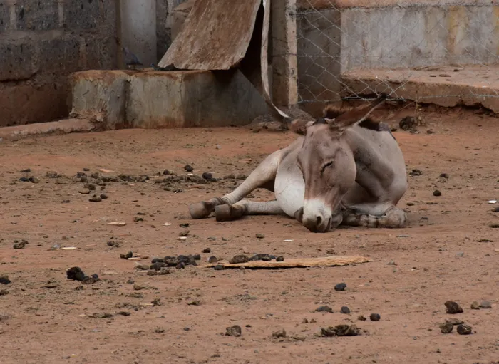 Illegal donkey skin trading online a rising concern