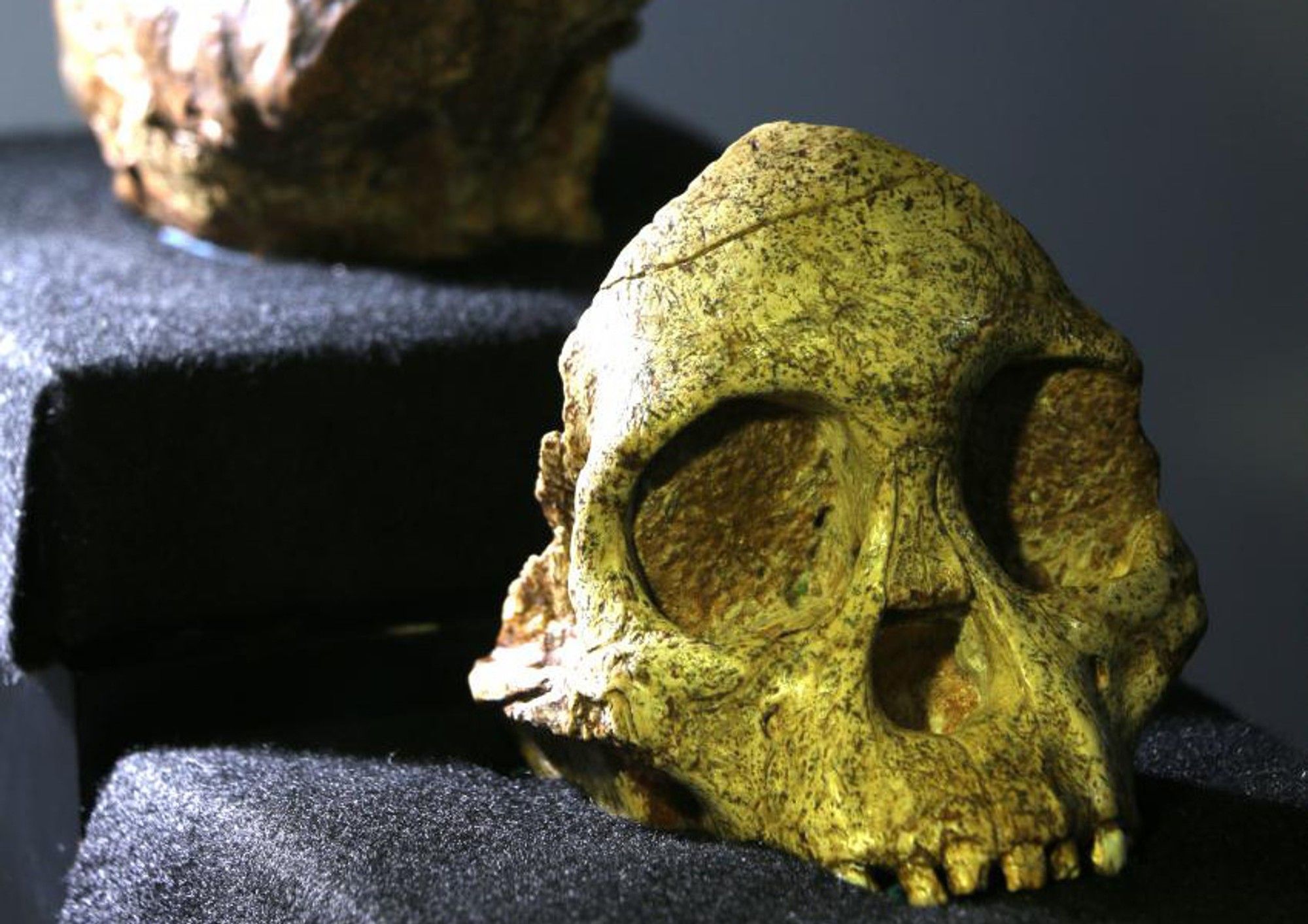 Taung Child Skull: 100 years since one of humankind’s greatest discoveries