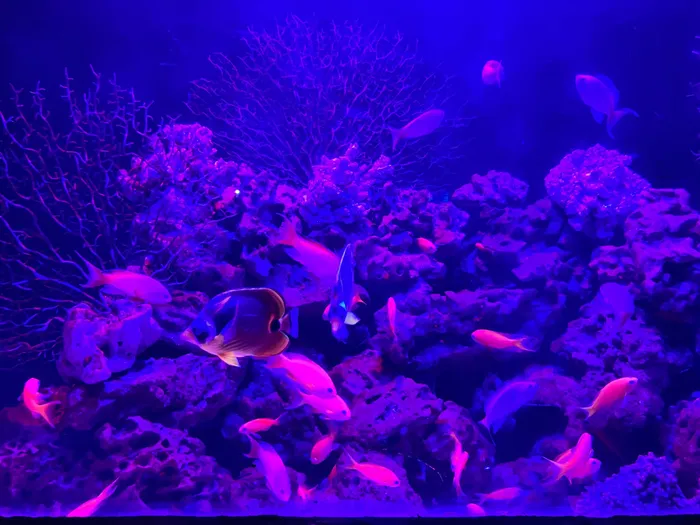 Cold fronts: are fish living in aquariums affected?