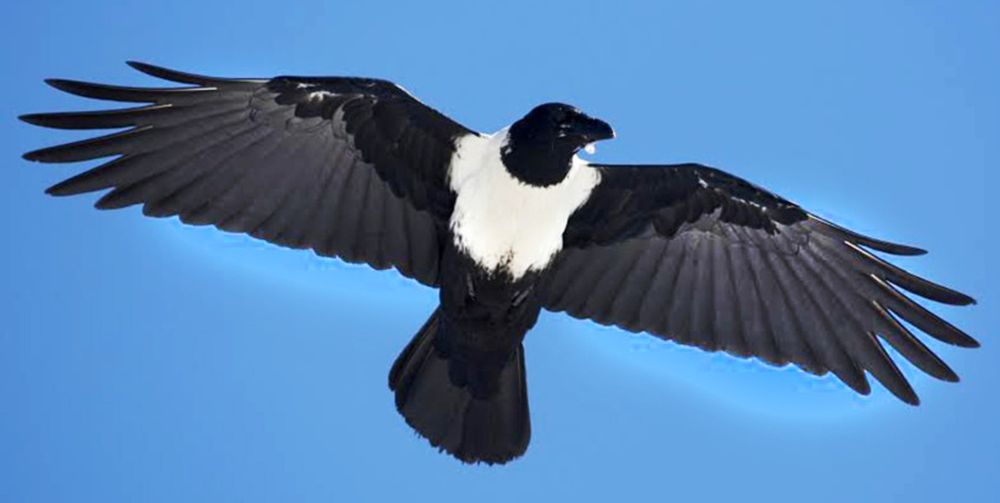 Humans linked to the Cape movement of pied crows