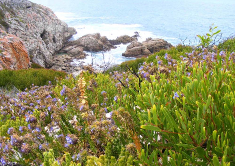 Key to fighting resistant bacteria in fynbos?