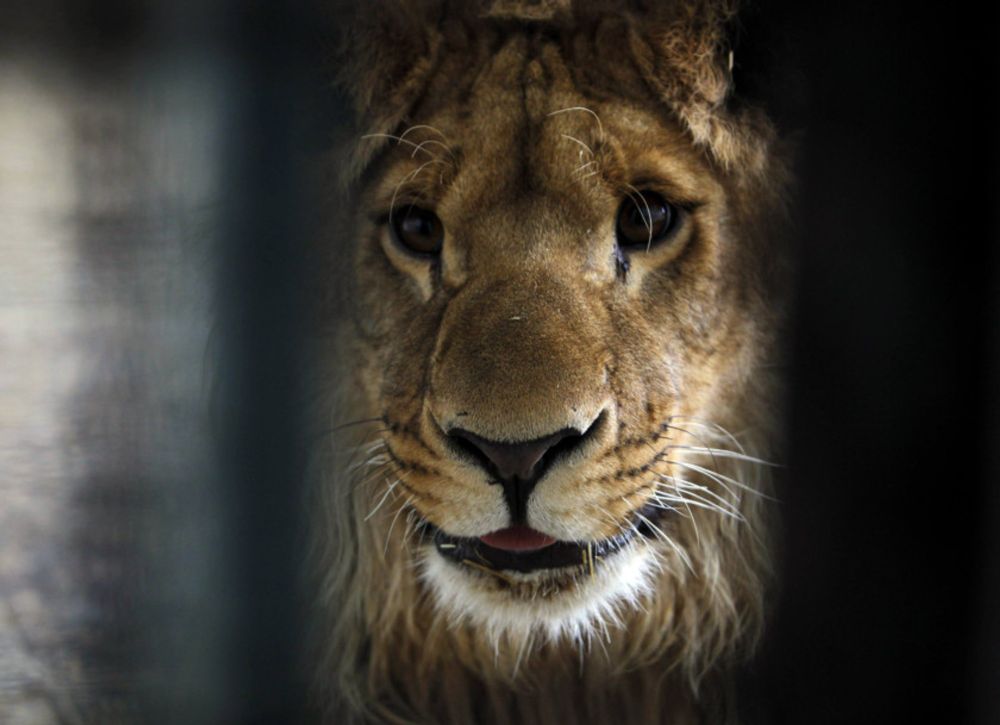 Lion still four steps ahead of trackers