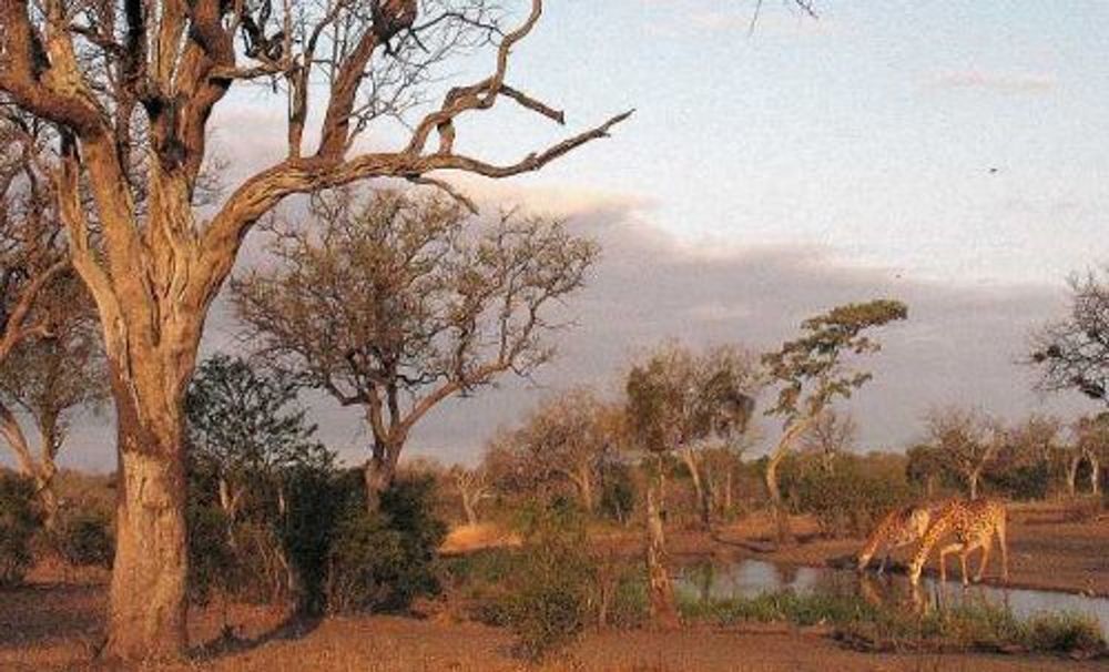 Fans can combine World Cup with safari