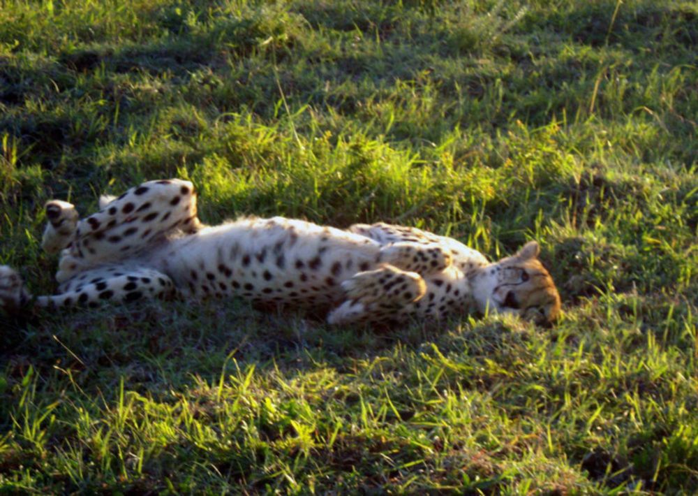 Africa’s cheetahs in race to survive