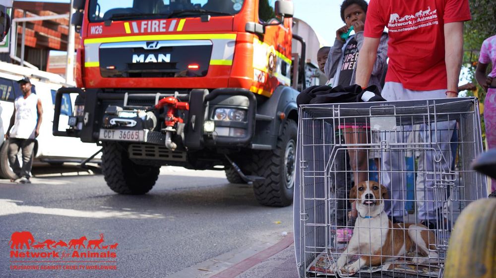 Innovative pet taxi revolutionises animal care in South Africa