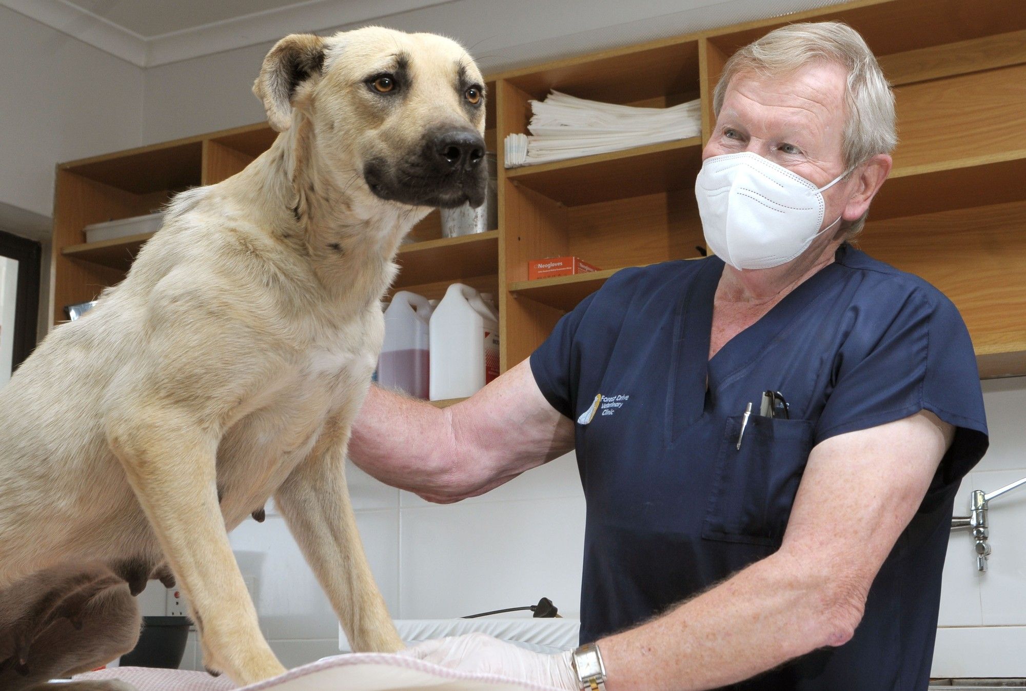 Call for vets to be included in Phase 2 of Covid-19 vaccine roll-out