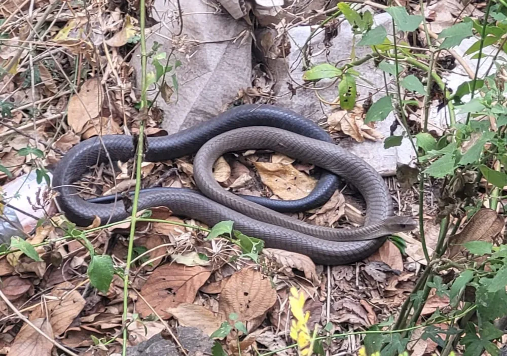 Two mambas in two days: snakes getting active as weather warms up